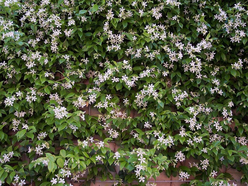 DIY Jasmine Wire Trellis Wall - Jenna Sue Design